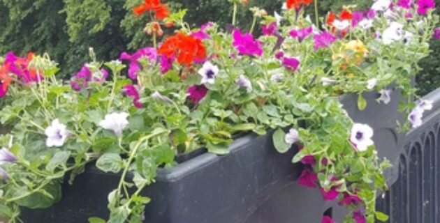 Barrier Baskets | Plantscape | Nationwide Floral Displays
