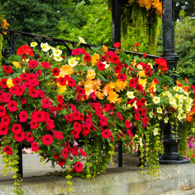 Plantscape’s Top Tips for the Perfect Planters! - Plantscape