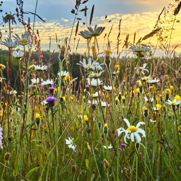 Native Wildflower Mix - Plantscape bespoke floral providers